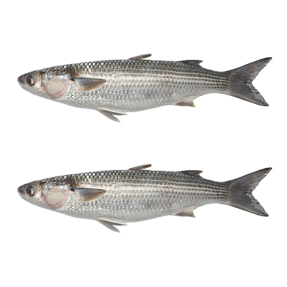 Buy Freshly Frozen Mullet Twin Pack online at Marine-Deals.co.nz