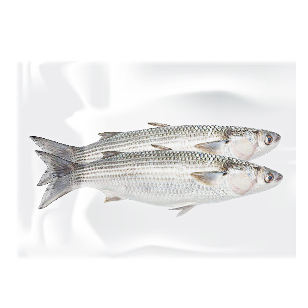 Buy Freshly Frozen Mullet Twin Pack online at Marine-Deals.co.nz