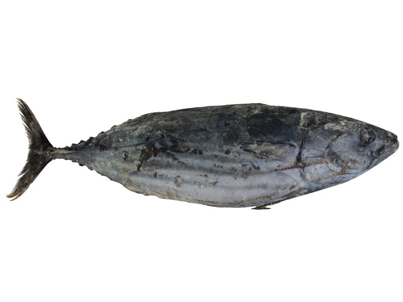 Buy Salty Dog Whole Skipjack / Bonito Medium online at Marine-Deals.co.nz